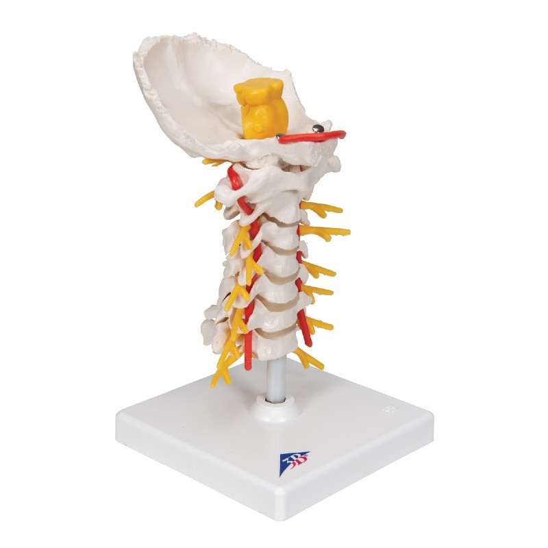 3B Scientific Cervical Spine Model | Health and Care